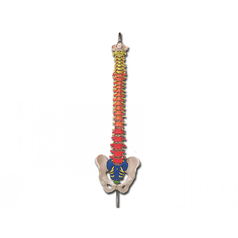 SPINAL COLUMN - with colour coded regions